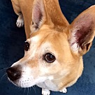 Corgi Puppies - Corgi Rescue and Adoption Near You