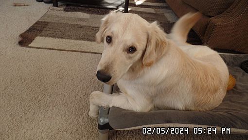 Lees Summit, MO - Golden Retriever. Meet Simon a Pet for Adoption ...