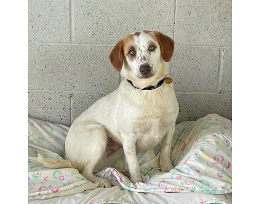 Prescott, AZ - Spaniel (Unknown Type)/Mixed Breed (Medium). Meet ...