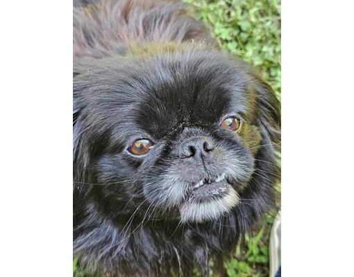 Hopkinton, MA - Pekingese/Mixed Breed (Medium). Meet Bon Bon a Pet for ...