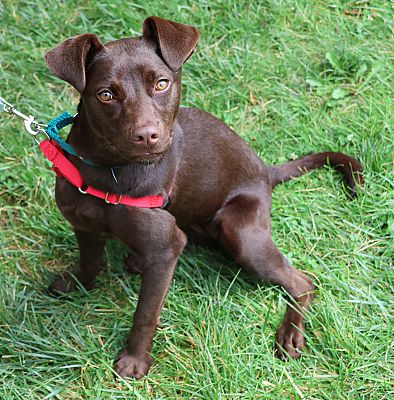 Harrison, NY - Labrador Retriever/Retriever (Unknown Type). Meet Kimber ...