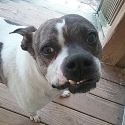 Dallas, GA - American Bulldog/Pit Bull Terrier. Meet Buddy/Gweeb a Pet ...