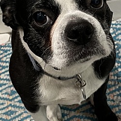 Portland, OR - Boston Terrier. Meet Lo a Pet for Adoption - AdoptaPet.com