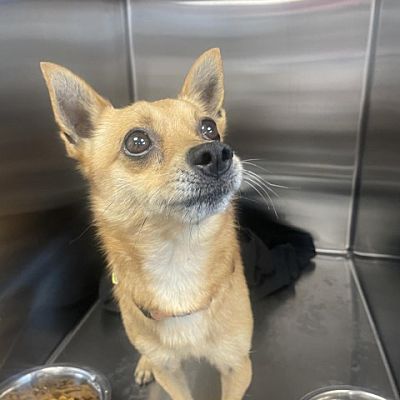 Columbia Station, OH - Chihuahua. Meet Chachi a Pet for Adoption ...