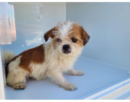 Houston, TX - Shih Tzu/Miniature Pinscher. Meet PRINCESS BUTTERCUP a ...
