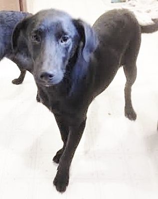Bonney Lake, WA - Labrador Retriever/Chesapeake Bay Retriever. Meet ...