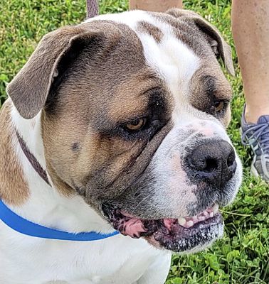 Carlinville, IL - English Bulldog/Bulldog. Meet Spud a Pet for Adoption ...