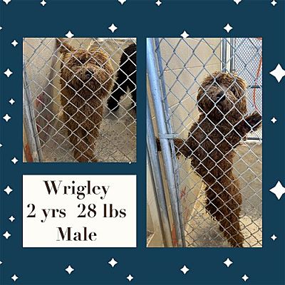 Woodbury, NY - Labrador Retriever/Poodle (Miniature). Meet WRIGLEY a ...