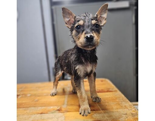 Lake Jackson, TX - Mixed Breed (Medium). Meet Arley a Pet for Adoption ...