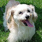 Maltere Puppies - Maltese Rescue and Adoption Near You