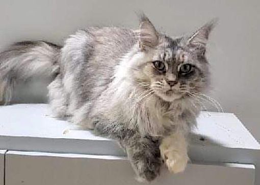 Upper Saddle River, NJ - Maine Coon. Meet Ava (Pure Maine Coon) a Pet ...