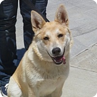 Lathrop, CA - Shepherd (Unknown Type). Meet Goldie a Pet for Adoption.