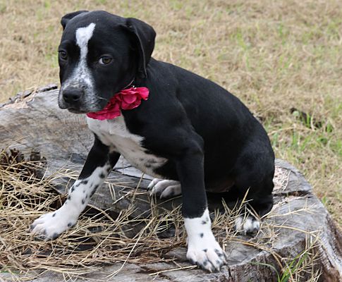 Bedminster, NJ - Boxer/Blue Heeler. Meet Gouda a Pet for Adoption ...