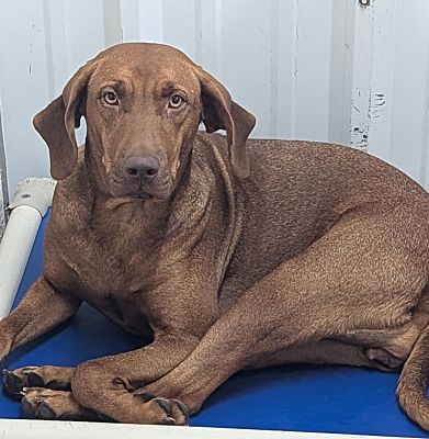 Tool, TX - Redbone Coonhound/Mixed Breed (Medium). Meet Dixie a Pet for ...