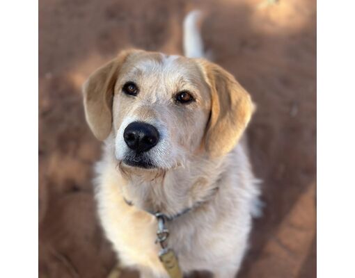 Kanab, UT - Golden Retriever/American Bulldog. Meet Greenie a Pet for ...