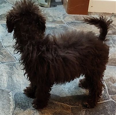 Orlando, FL - Poodle (Miniature). Meet Prescott a Pet for Adoption ...