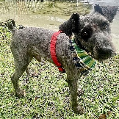 Orlando, FL - Schnauzer (Miniature). Meet Sargent Peppers a Pet for ...
