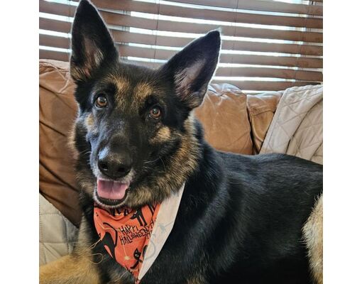 Pittsburgh, PA - German Shepherd Dog. Meet Harley JC a Pet for Adoption ...