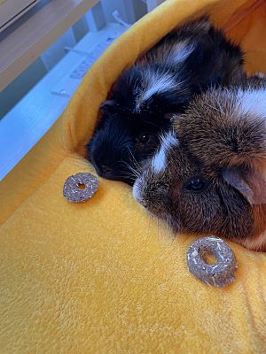 Minneapolis, MN - Guinea Pig. Meet Percy & Grover BONDED PAIR a Pet for ...