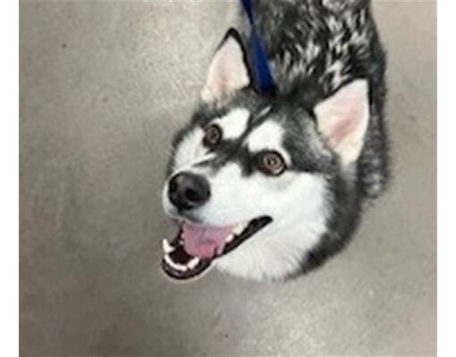 Phoenix, AZ - Kai Dog. Meet GUETTA a Pet for Adoption - AdoptaPet.com