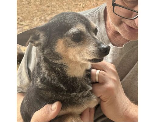 Blue Ridge, GA - Chihuahua. Meet Beans a Pet for Adoption - AdoptaPet.com