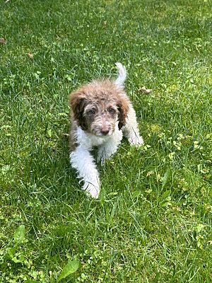 Manalapan, NJ - Poodle (Miniature)/Goldendoodle. Meet Mini Goldendoodle ...