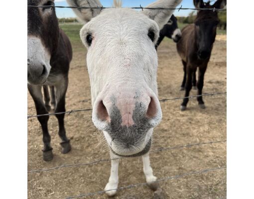 Celina, TX - Donkey/Mule/Burro/Hinny/Pony - Other. Meet Casper a Pet ...