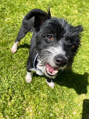 Manhattan Beach, CA - Terrier (Unknown Type, Small)/Yorkie, Yorkshire ...