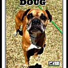 Boxer Puppies - Boxer Rescue and Adoption Near You