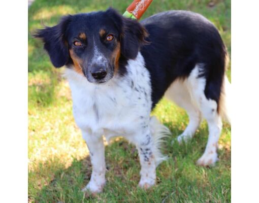 Salem, OR - Australian Shepherd. Meet Kaylee AG a Pet for Adoption ...