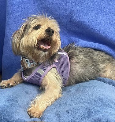 Oakland, CA - Terrier (Unknown Type, Medium)/Yorkie, Yorkshire Terrier ...