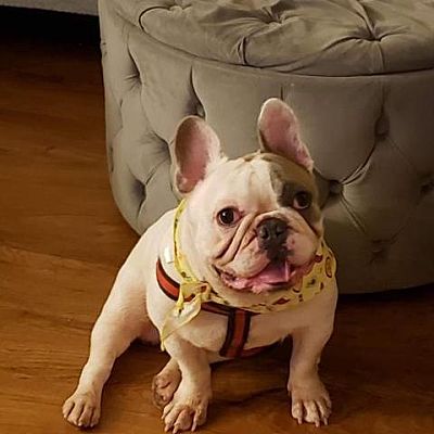 San Pablo, CA - French Bulldog. Meet Dozer a Pet for Adoption ...