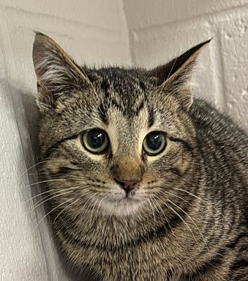 Sheboygan, WI - Domestic Shorthair. Meet Zoro a Pet for Adoption ...