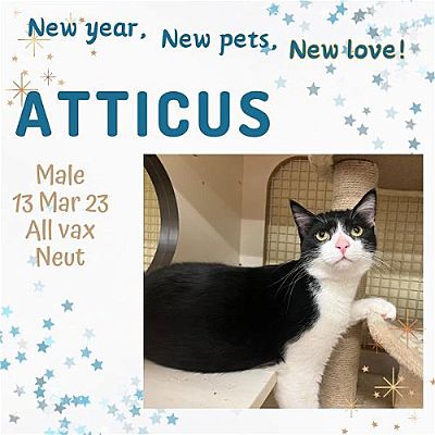 Sumter, SC - Domestic Shorthair. Meet Atticus a Pet for Adoption ...
