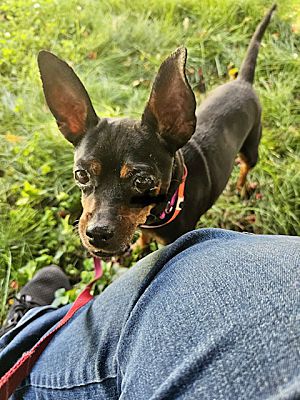 Southern California, CA - Miniature Pinscher. Meet Leah a Pet for ...