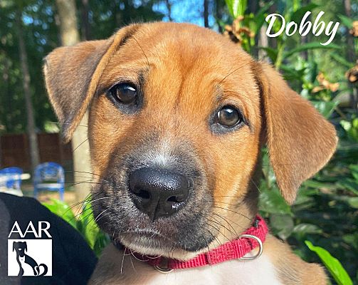 Magnolia, TX - Rhodesian Ridgeback/Black Mouth Cur. Meet Dobby a Pet ...