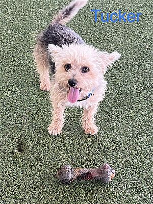 Hartford, CT - Yorkie, Yorkshire Terrier. Meet Tucker a Pet for ...