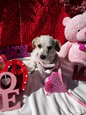 Buffalo, NY - Chihuahua/Poodle (Standard). Meet Marisa a Pet for ...