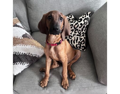 New York, NY - Redbone Coonhound/Mixed Breed (Large). Meet Memphis a ...