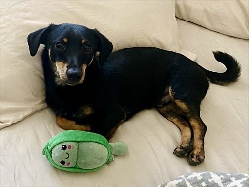 Glendale, AZ - Dachshund/Rat Terrier. Meet Paul a Pet for Adoption ...