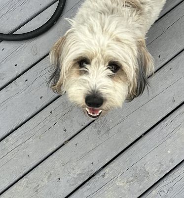 Oxford, MI - Poodle (Miniature). Meet sweet “Stewie” 💚 a Pet for ...