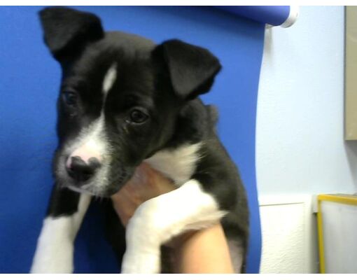 Albuquerque, NM - Border Collie. Meet FRENCHIE a Pet for Adoption ...