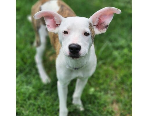 Houston, TX - Plott Hound/Italian Greyhound. Meet ALLIE a Pet for ...