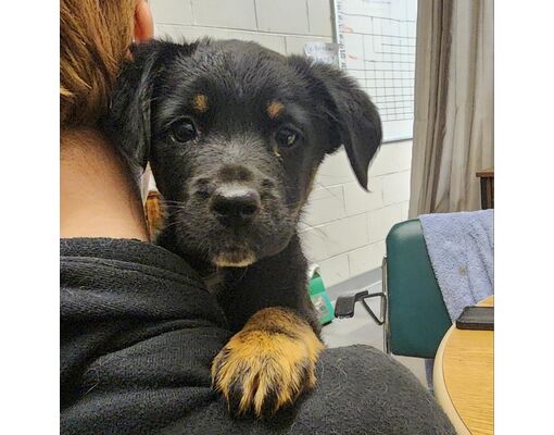 Lindenwold, NJ - Mixed Breed (Medium). Meet Alex a Pet for Adoption ...