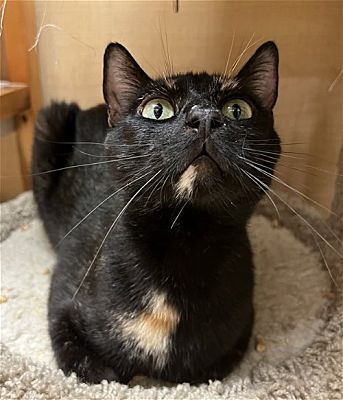 Phoenix, AZ - Calico. Meet Vanessa a Pet for Adoption - AdoptaPet.com