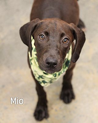 Gautier, MS - Hound (Unknown Type). Meet Mio a Pet for Adoption ...
