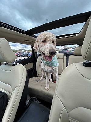 Dallas, TX - Goldendoodle. Meet Goose a Pet for Adoption - AdoptaPet.com