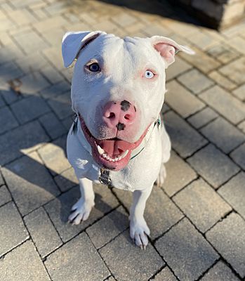 Suffolk, VA - Dogo Argentino/Boxer. Meet George a Pet for Adoption ...