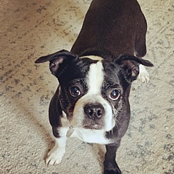 Portland, OR - Boston Terrier. Meet Lo a Pet for Adoption - AdoptaPet.com