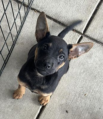 Springfield, VA - Shepherd (Unknown Type)/Cattle Dog. Meet Sascha a Pet ...